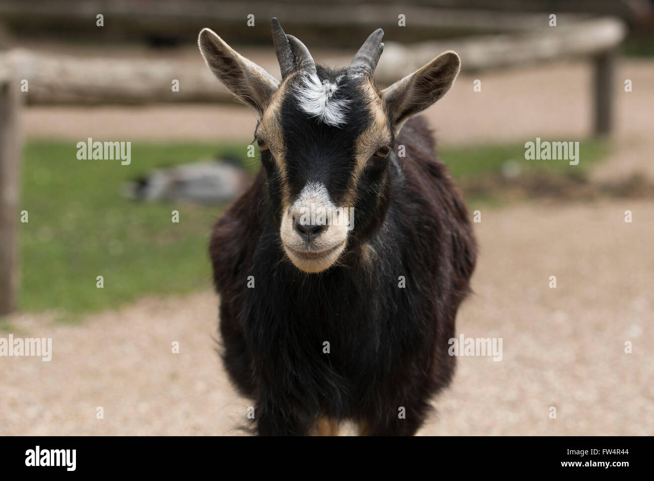 Four horned goat hi-res stock photography and images - Alamy