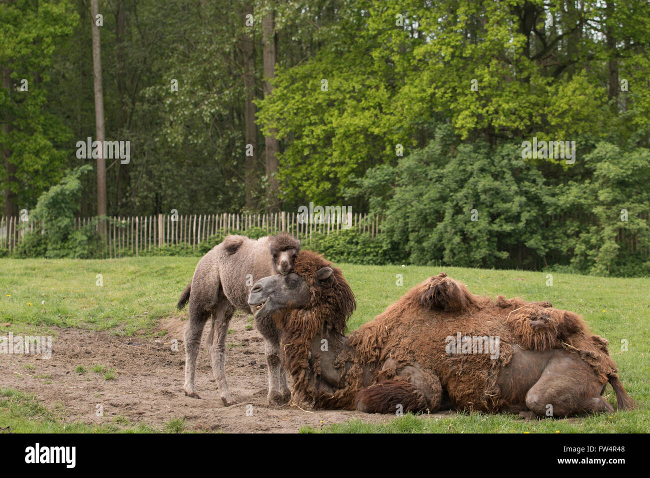 Camel Cow High Resolution Stock Photography and Images - Alamy
