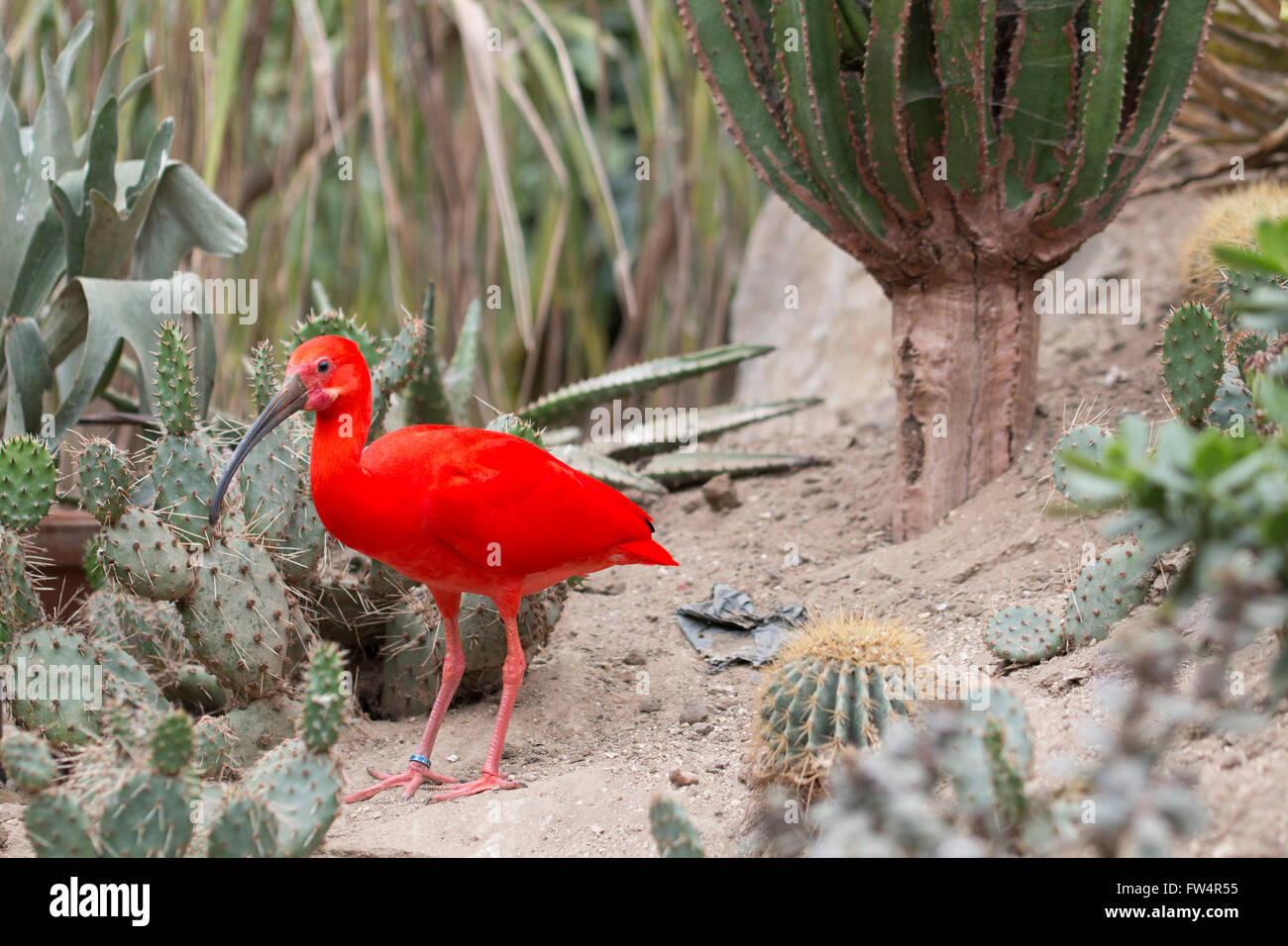 Red ibis hi-res stock photography and images - Alamy