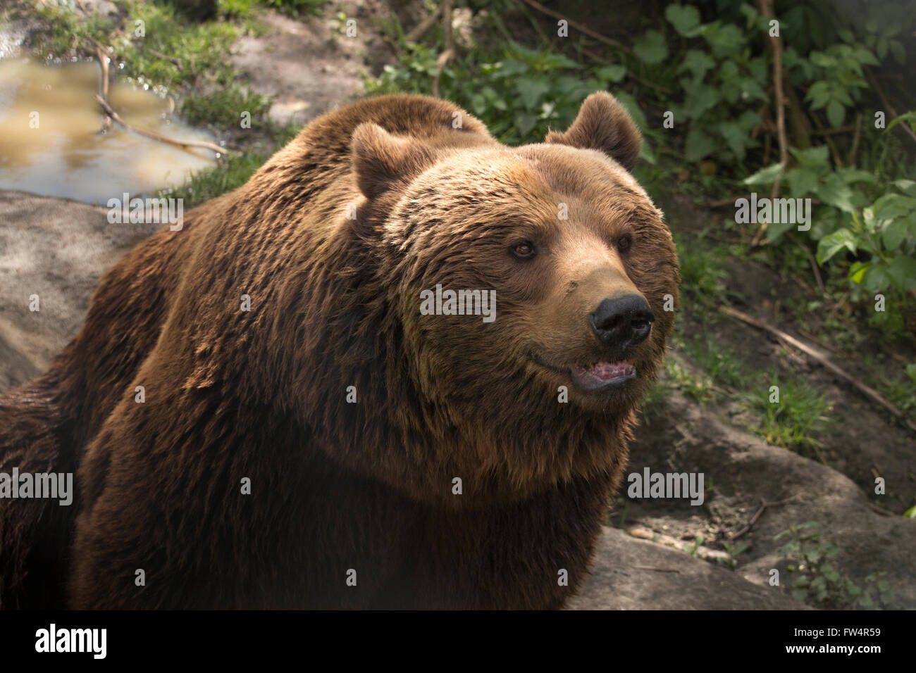 Grizzly teeth hi-res stock photography and images - Alamy