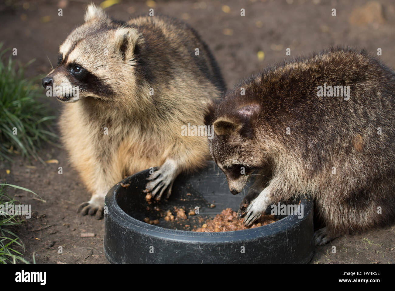 Raccoons eating hi-res stock photography and images - Alamy