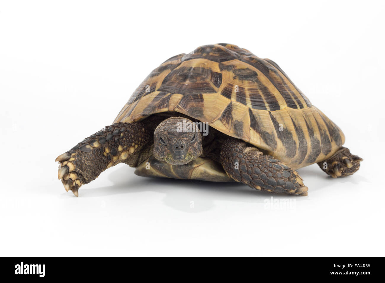 greek land tortoise, Testudo Hermanni Stock Photo - Alamy