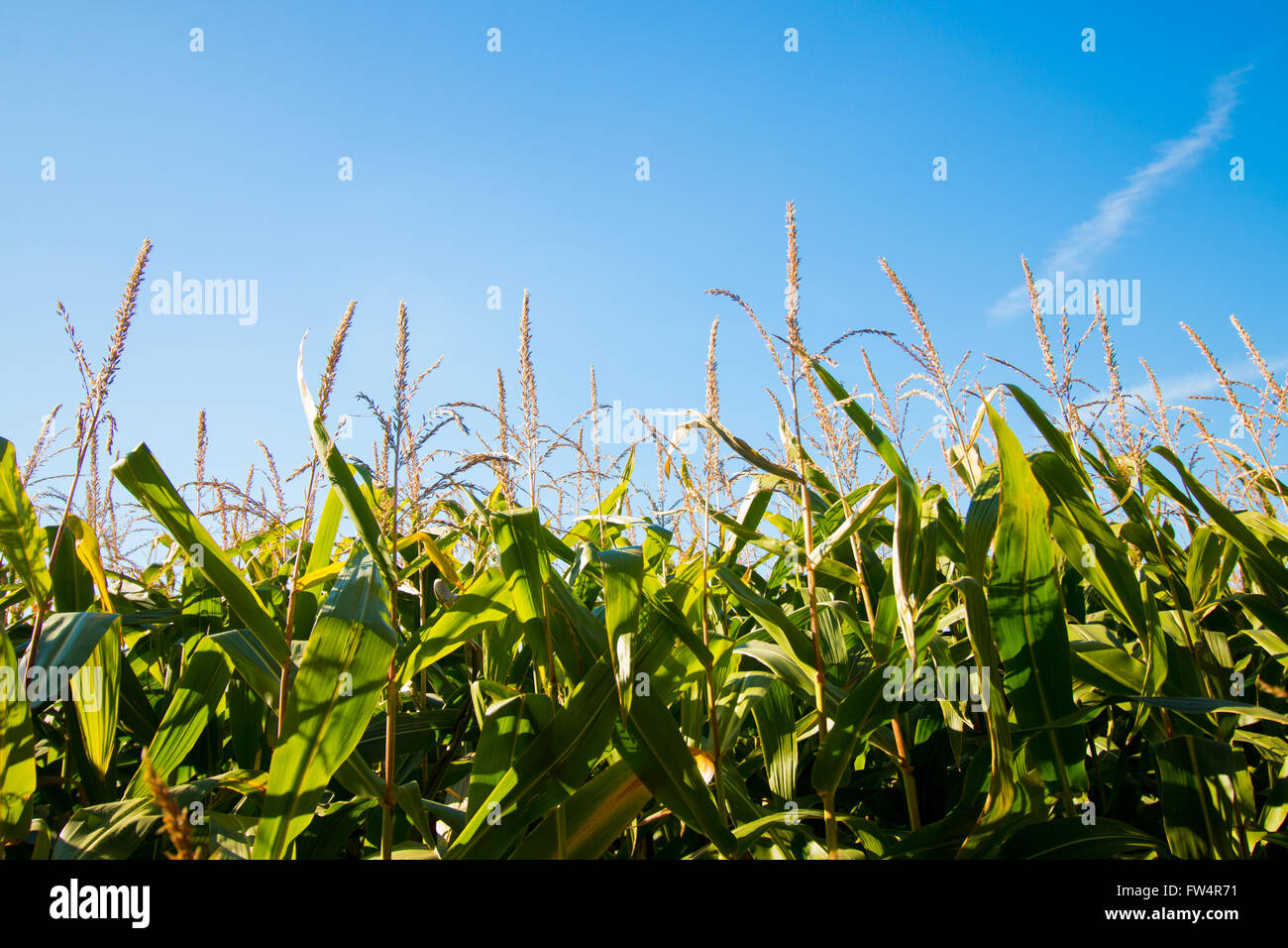 Corn field blue sky hi-res stock photography and images - Alamy