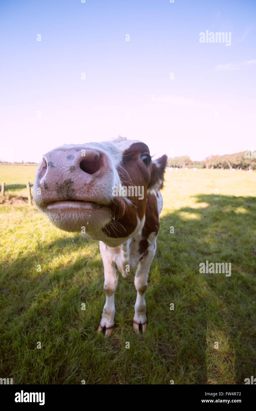 Closeup nose hi-res stock photography and images - Alamy
