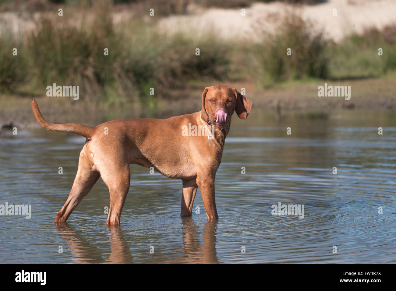 Dog, Vizsla, Hungarian pointer, standing in water Stock Photo - Alamy