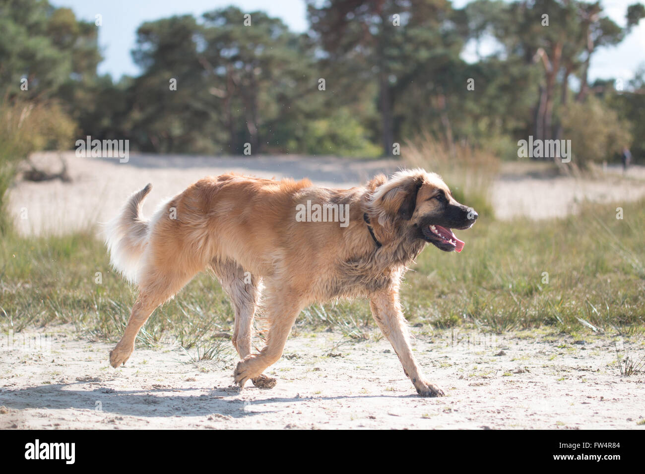 Dog running on sand Stock Photo - Alamy