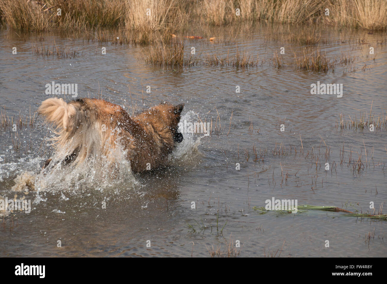 Dog diving into the water Stock Photo - Alamy