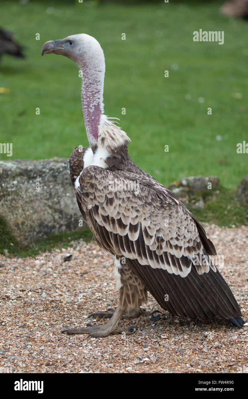 Volture hi-res stock photography and images - Alamy