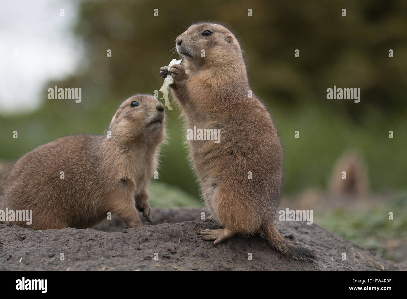 Two prairy dogs Stock Photo - Alamy