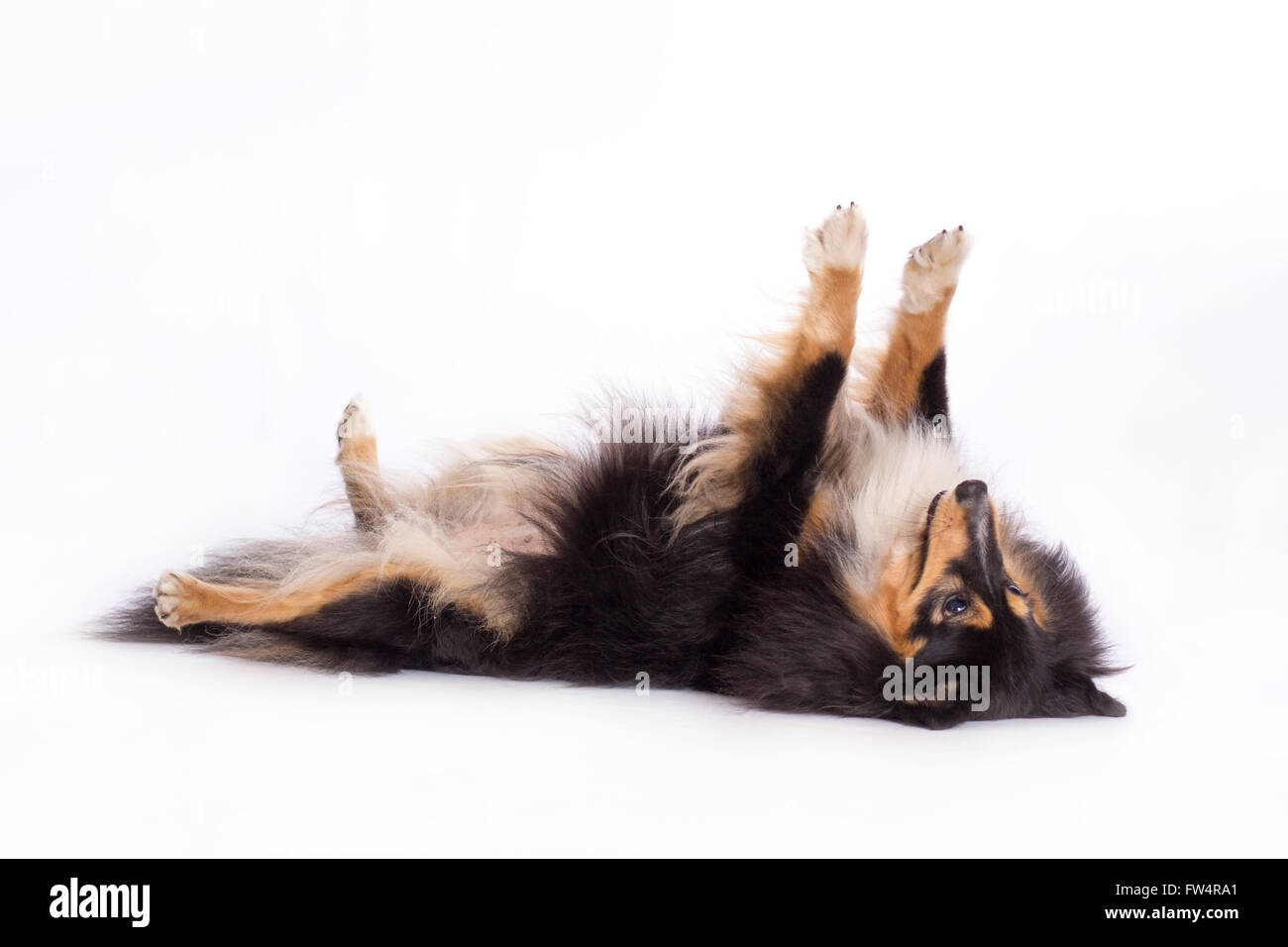 Shetland Sheepdog, lying on back, isolated on white background Stock ...