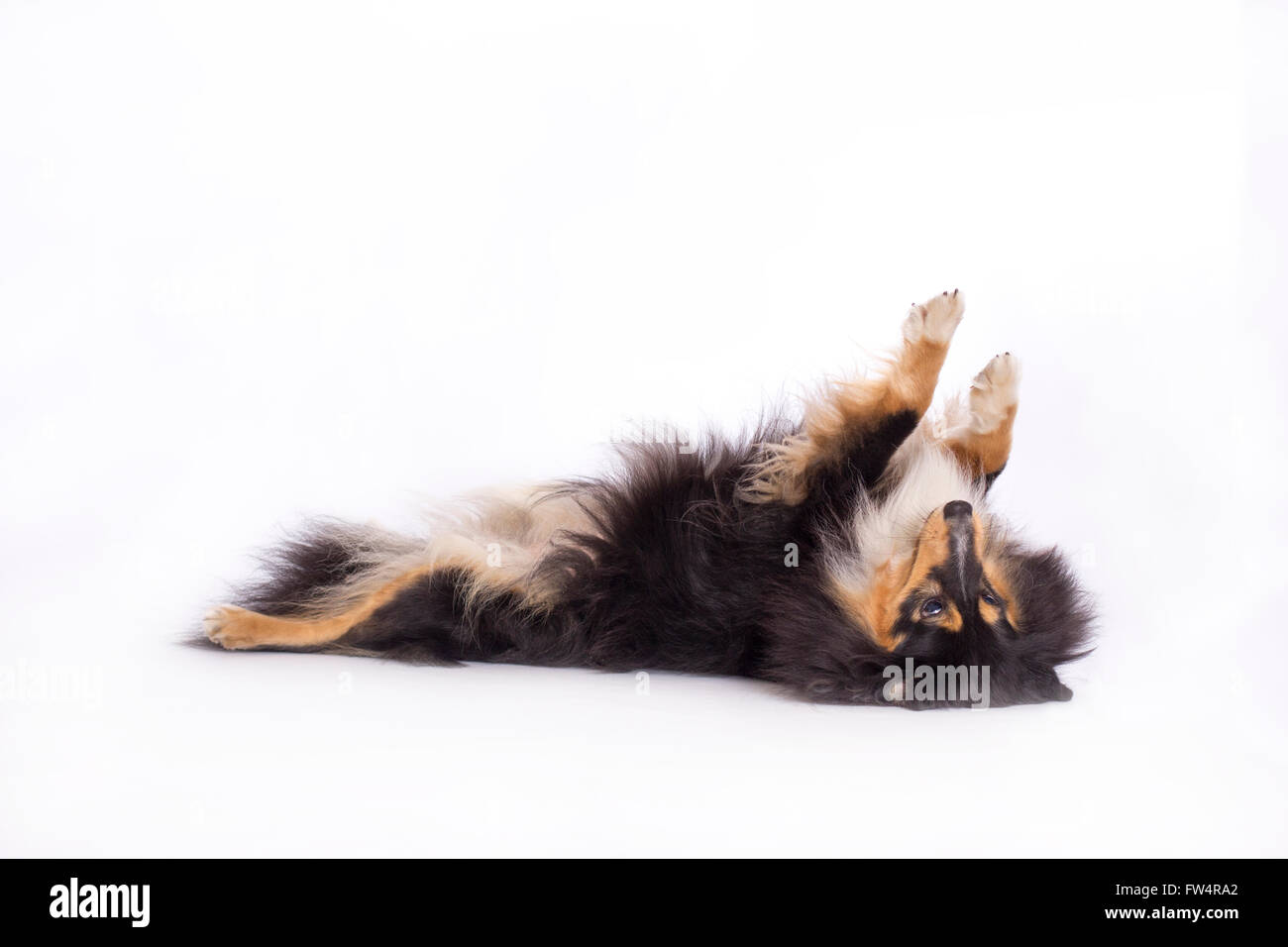 Shetland Sheepdog, lying on back, isolated on white background Stock ...