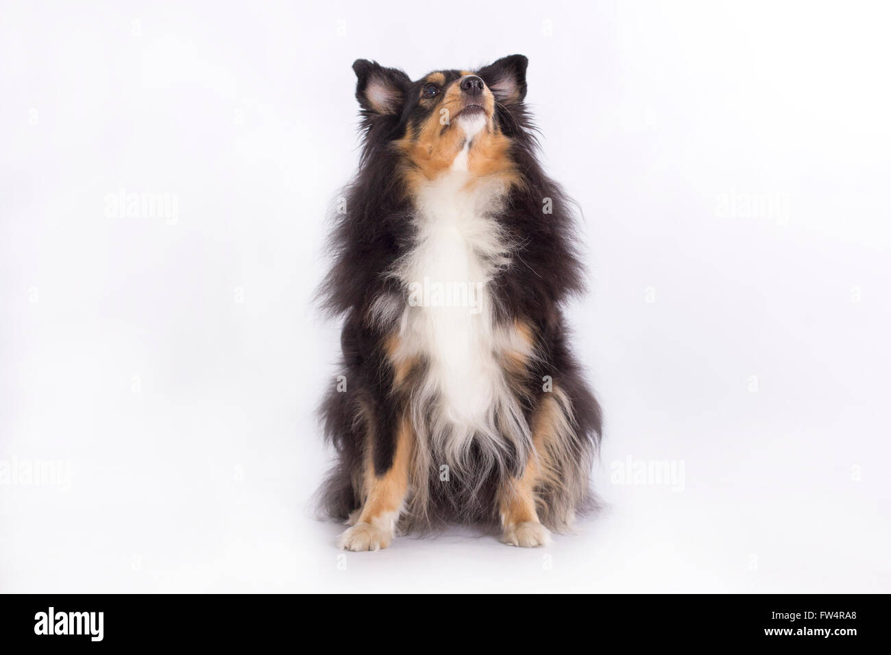 Shetland Sheepdog, sitting, looking up, isolated on white background ...