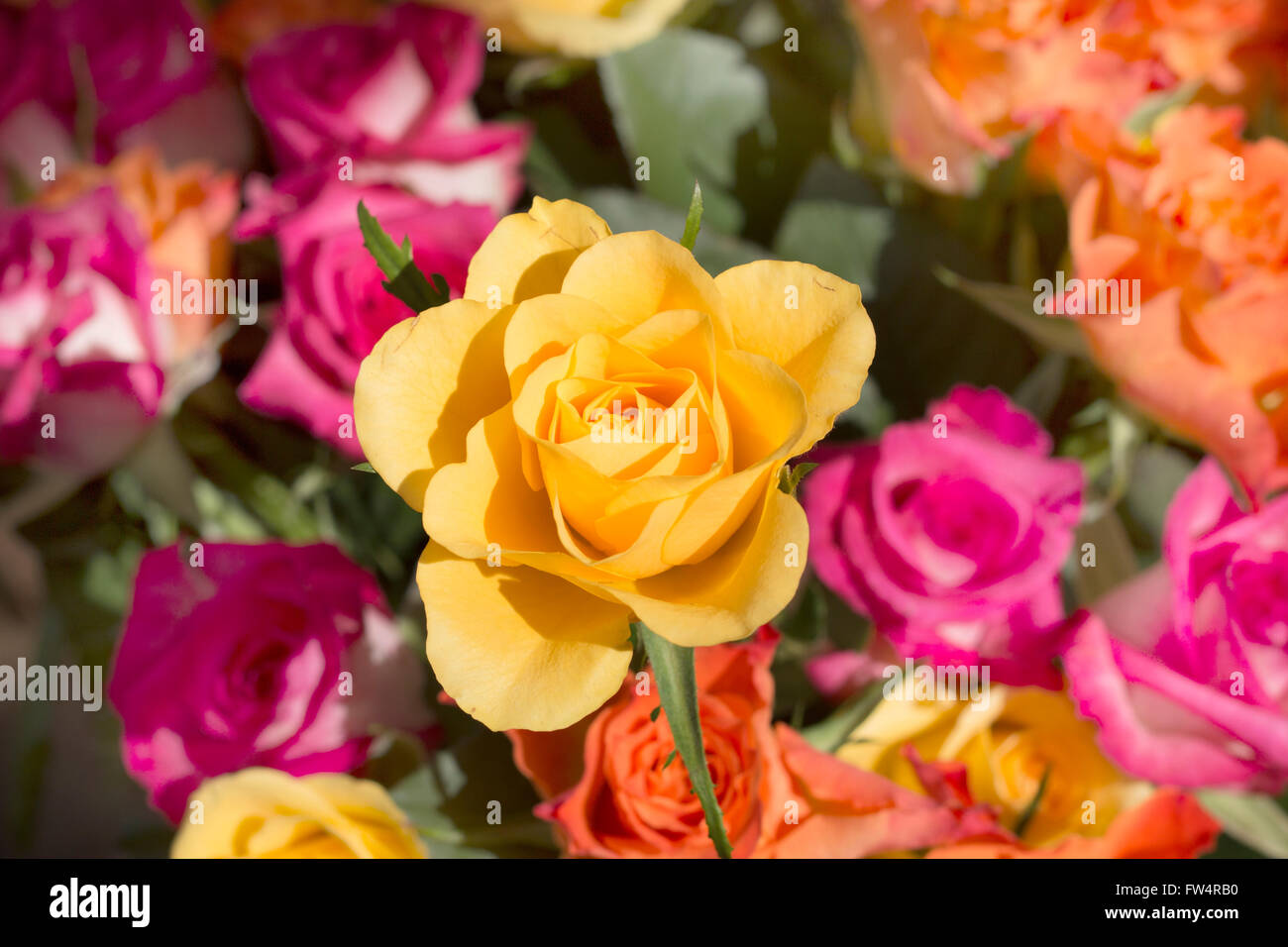 Yellow coloured rose hi-res stock photography and images - Alamy