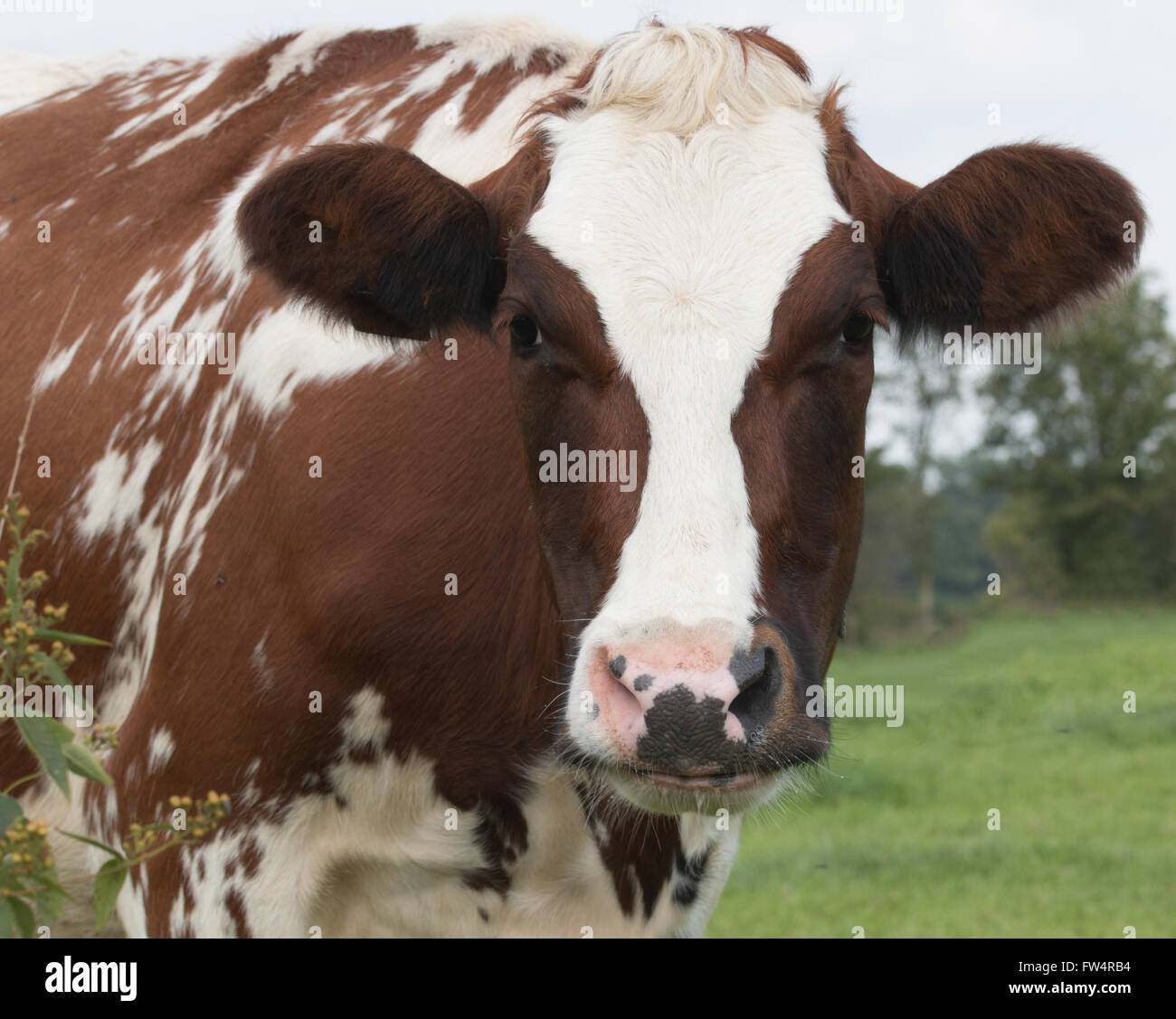 closeup of cow Stock Photo - Alamy