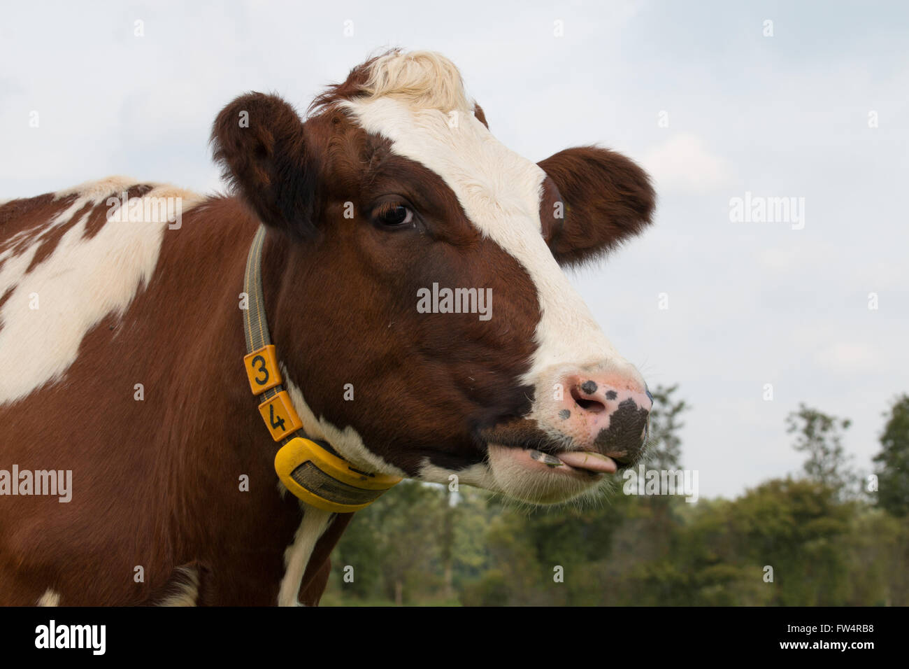 Closeup of cow Stock Photo - Alamy
