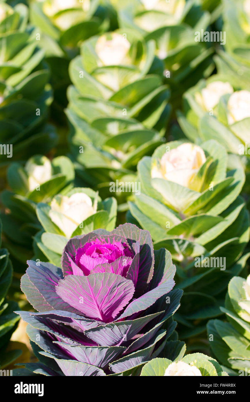 Cabbage flower closeup, blurred background Stock Photo - Alamy