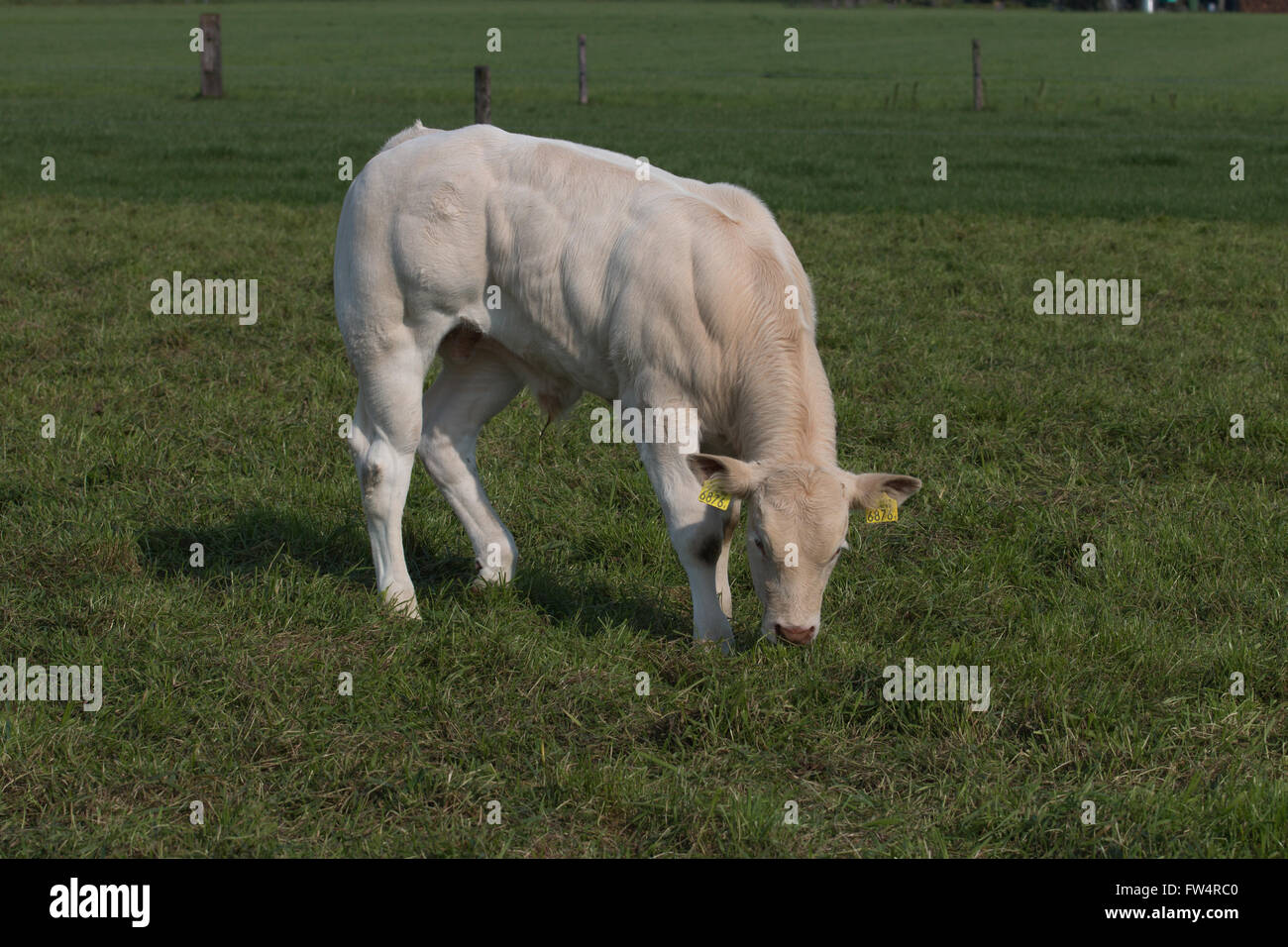 Calf eating grass hi-res stock photography and images - Alamy
