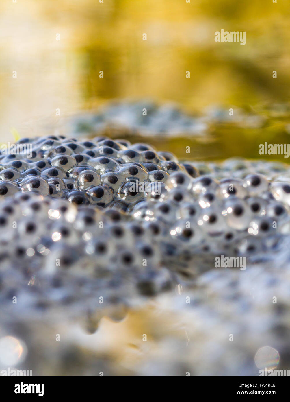 Freshly laid Common Frog (Rana temporaria) frogspawn Stock Photo - Alamy