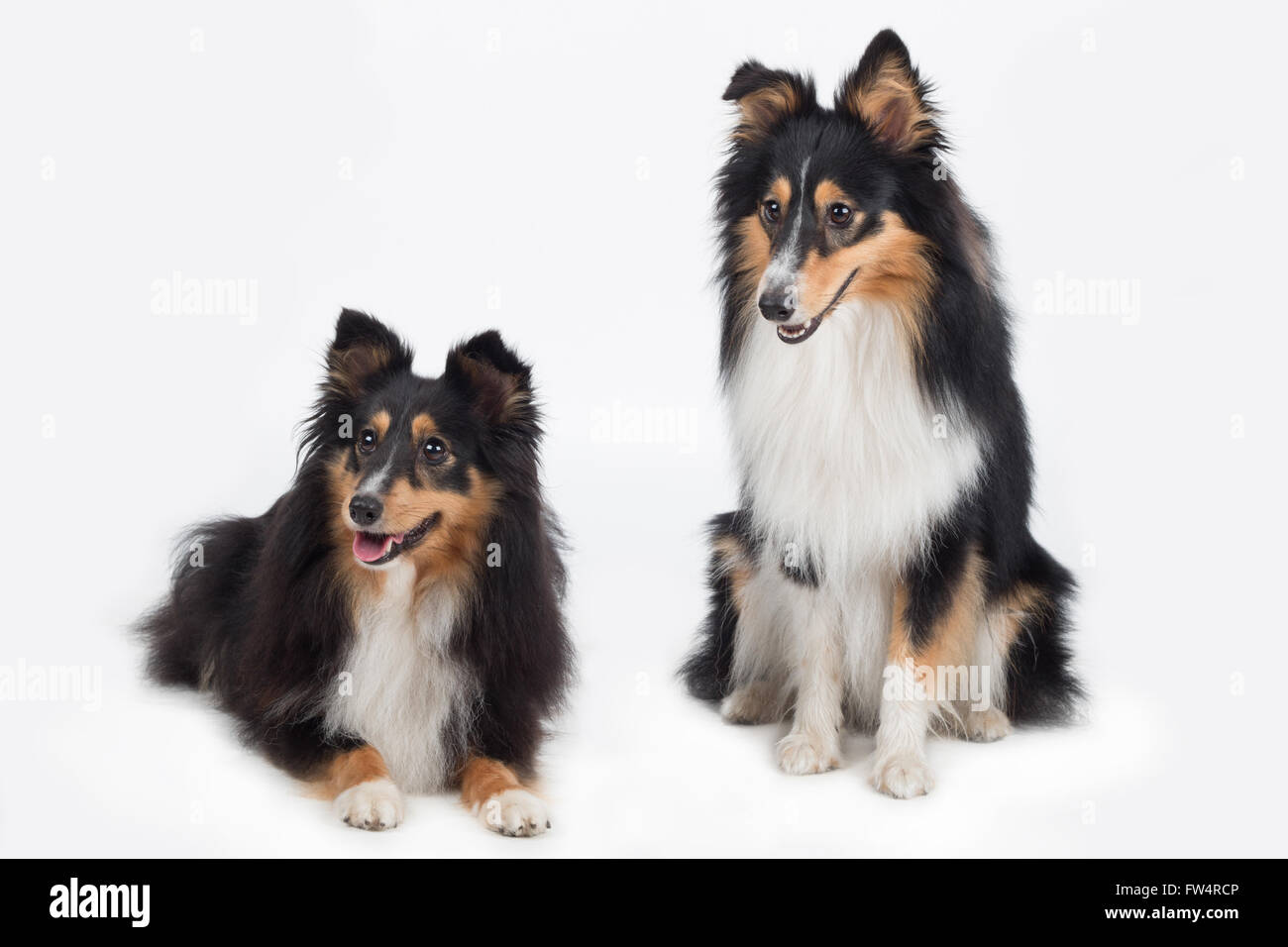 two Shetland Sheepdogs, isolated on white studio Stock Photo - Alamy