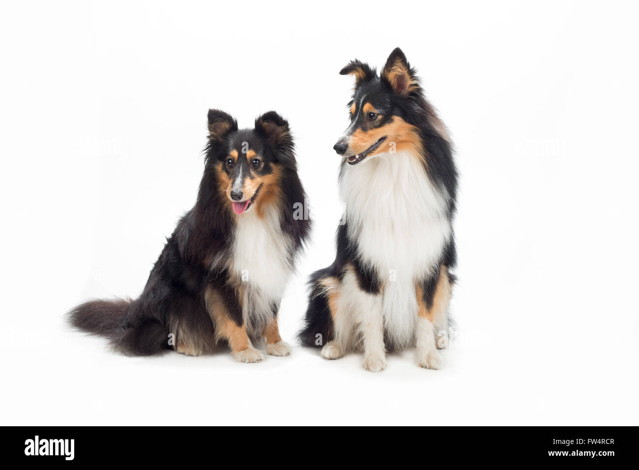 two Shetland Sheepdogs sitting, isolated on white studio Stock Photo ...