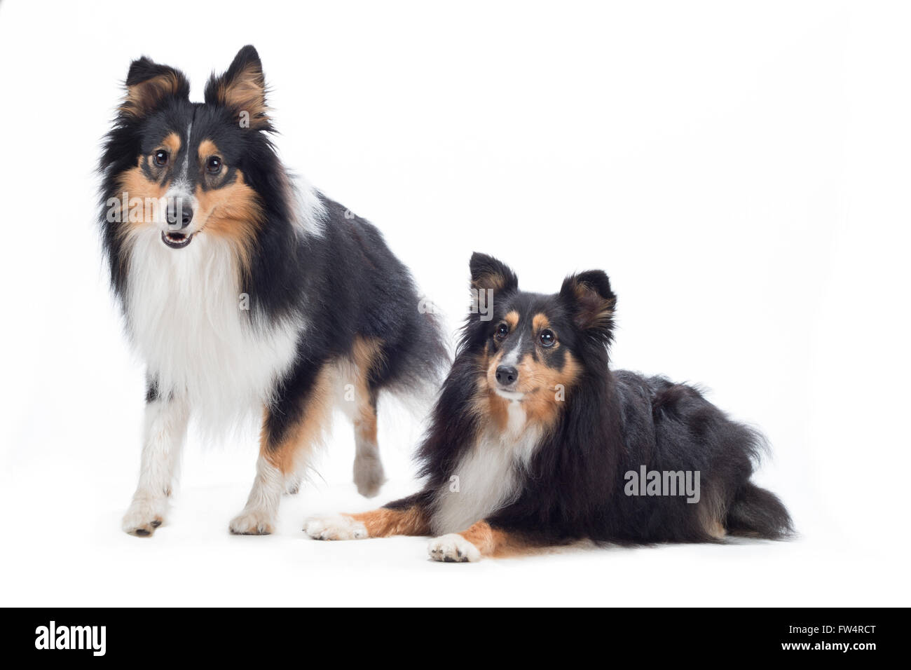 two Shetland Sheepdogs, isolated on white studio background Stock Photo ...