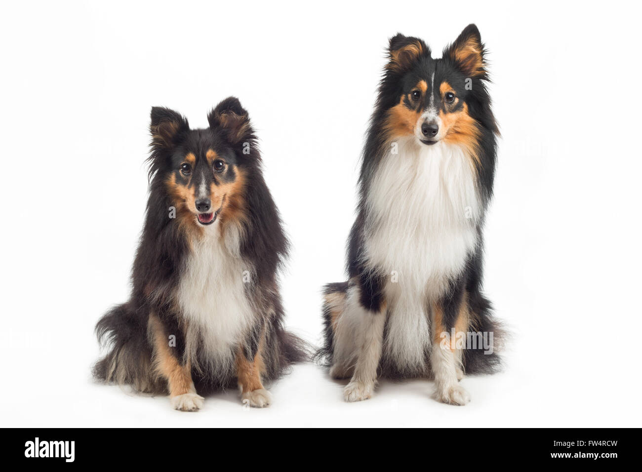 two Shetland Sheepdogs sitting, isolated on white studio background ...