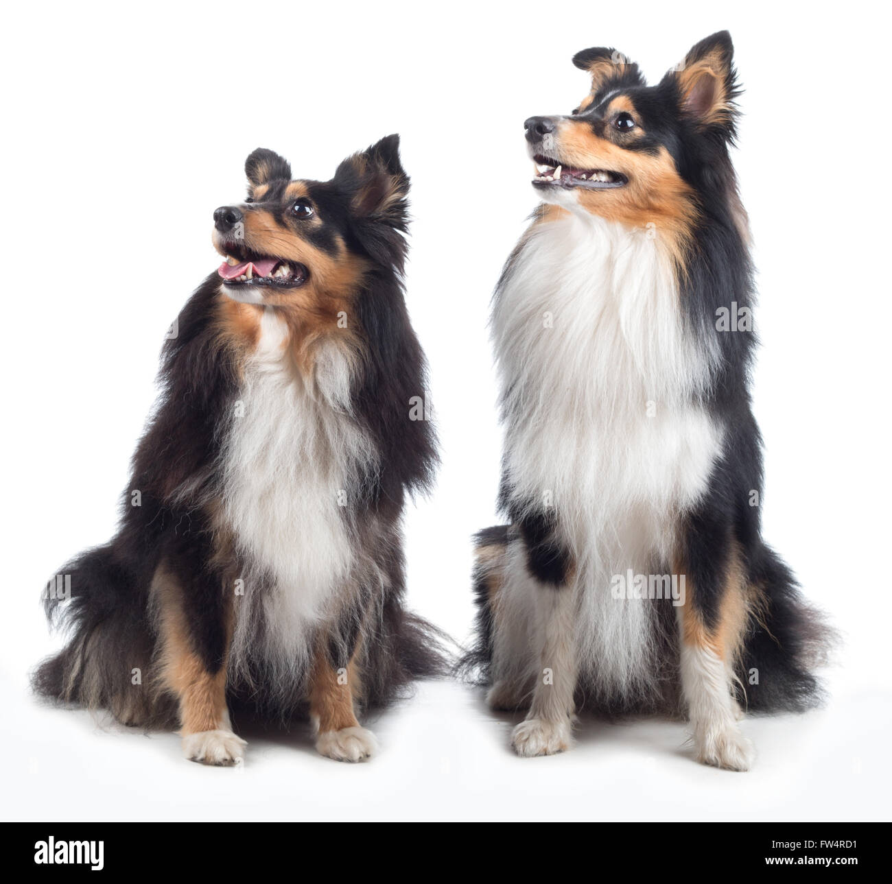 two Shetland Sheepdogs sitting, isolated on white studio background ...