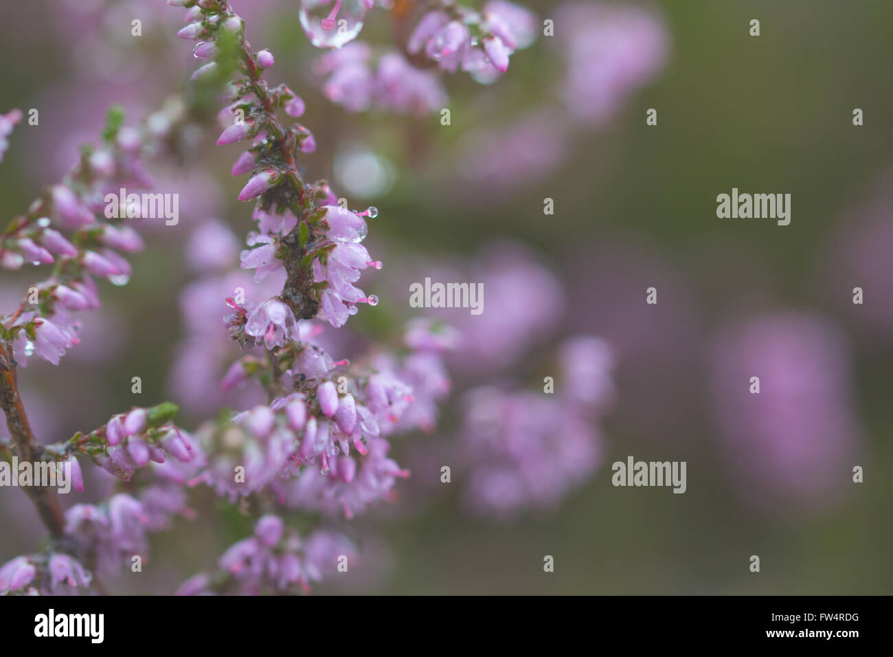 Heath with raindrops, macro Stock Photo - Alamy