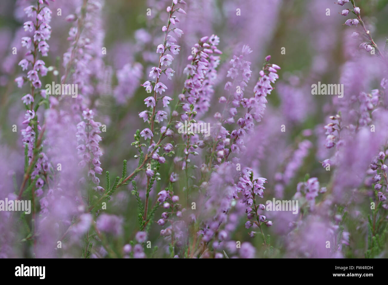 Heath, close up, macro Stock Photo - Alamy