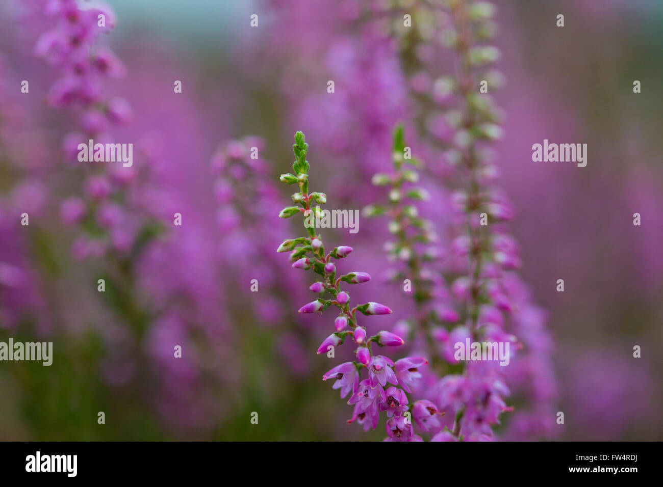 Heath, macro, close up Stock Photo - Alamy