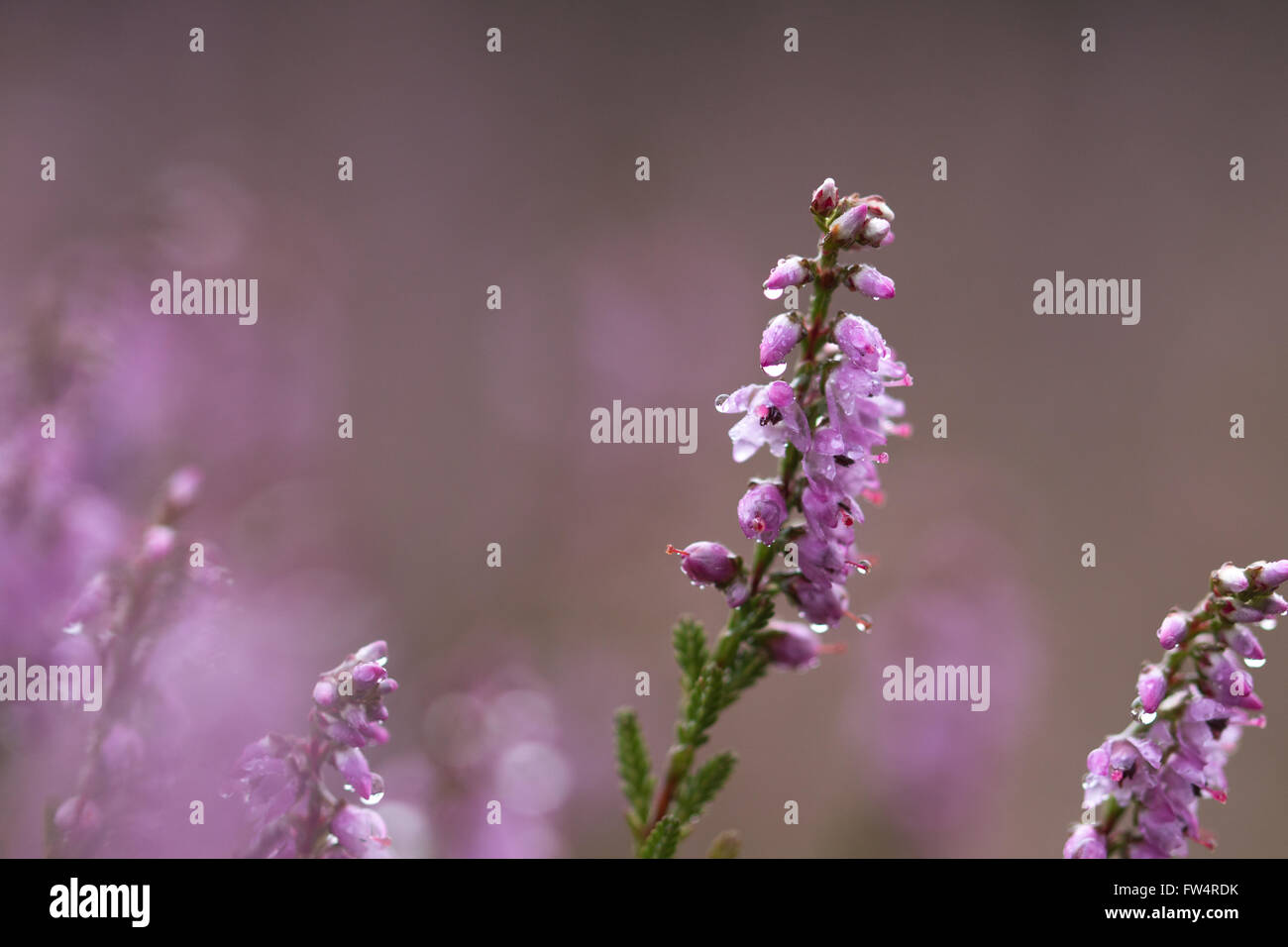Heath, macro, with raindrops Stock Photo - Alamy