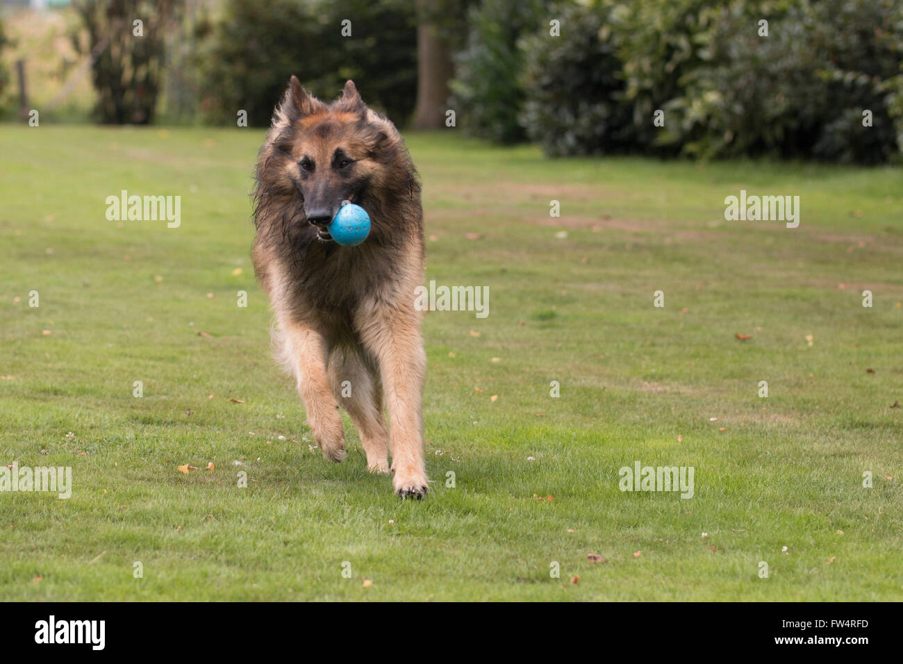 Dog, Belgian Shepherd Tervuren Stock Photo - Alamy