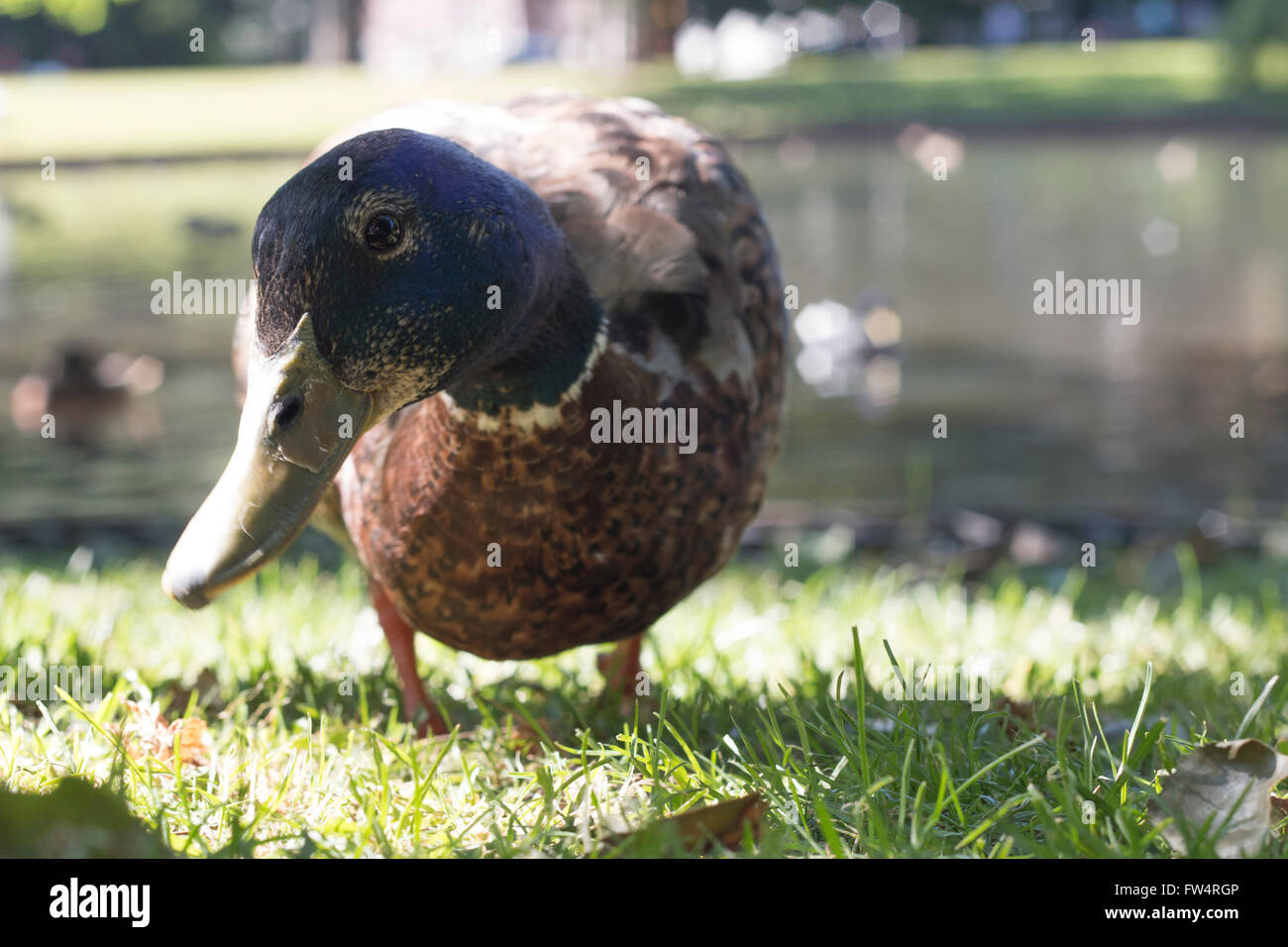 Wild duck, looking into camera, close-up Stock Photo - Alamy