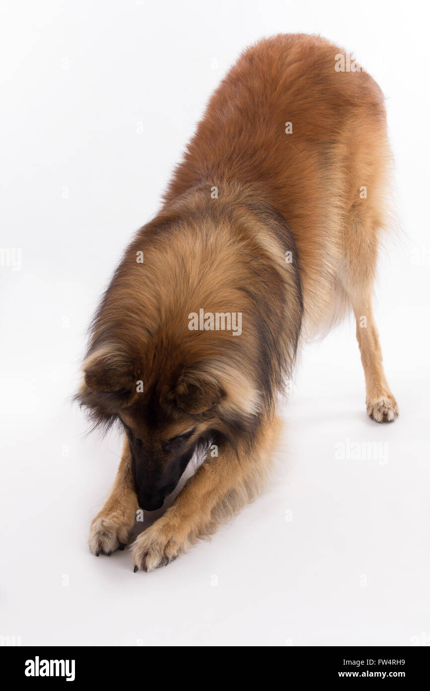 Belgian Shepherd Tervuren dog, bending, isolated on white studio ...