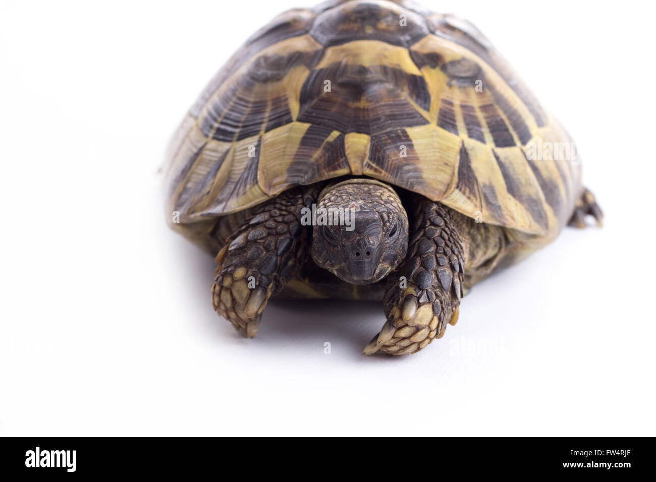 Greek land tortoise Stock Photo - Alamy