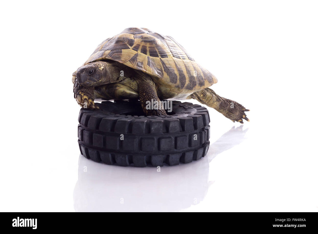 Tortoise shell texture hi-res stock photography and images - Alamy
