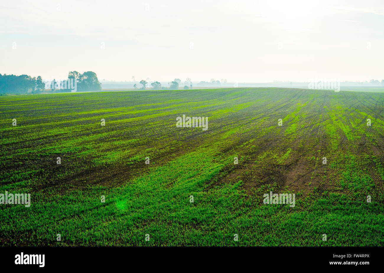 Fog over corn field hi-res stock photography and images - Alamy