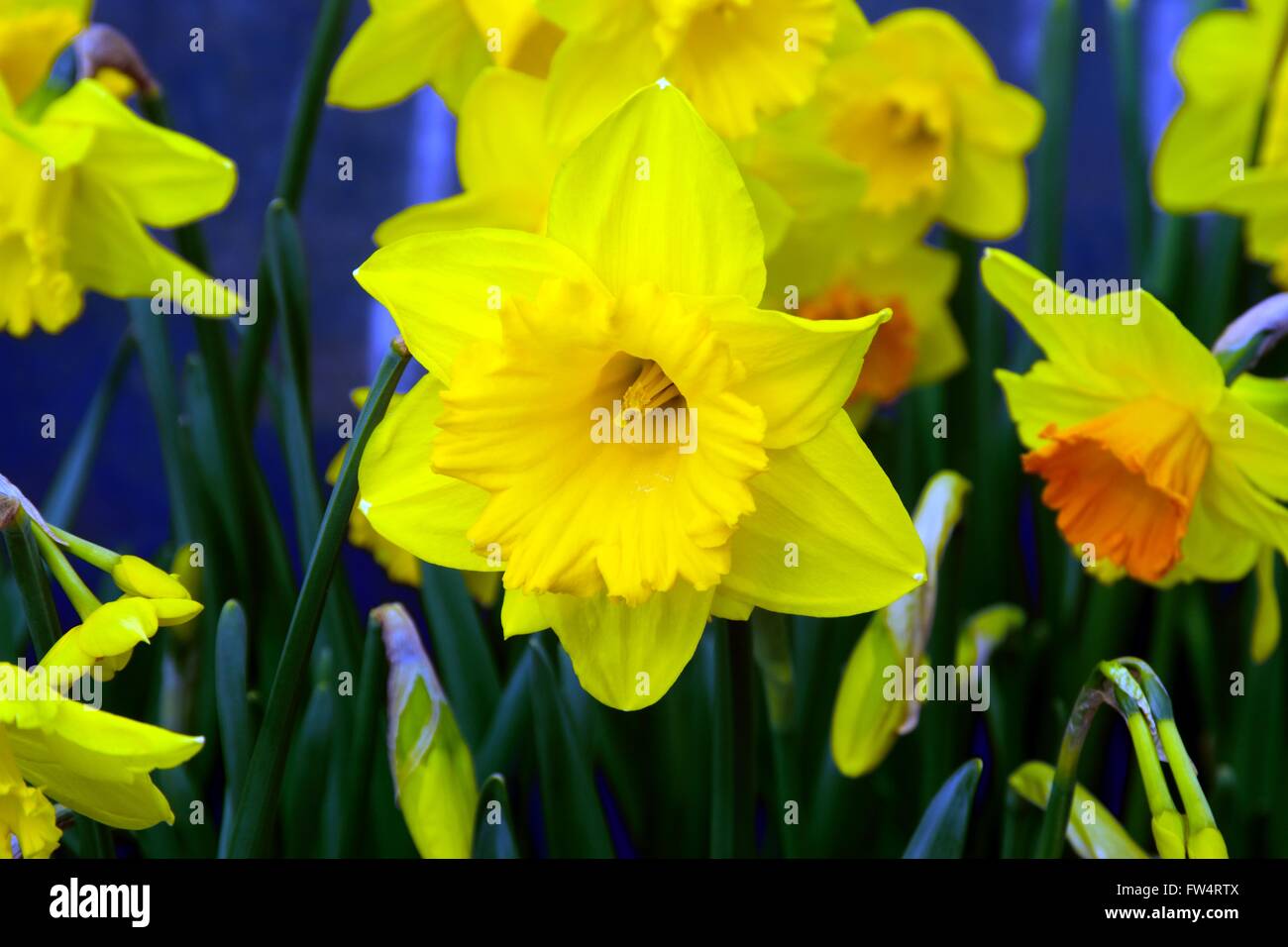 Daffodil, spring flower Stock Photo - Alamy