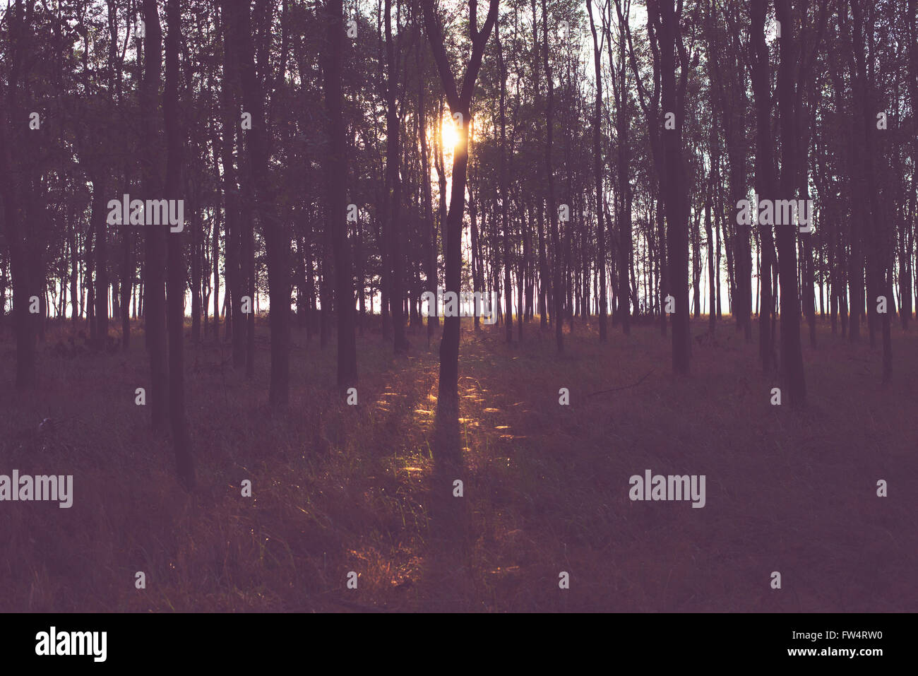 vintage forest background Stock Photo - Alamy