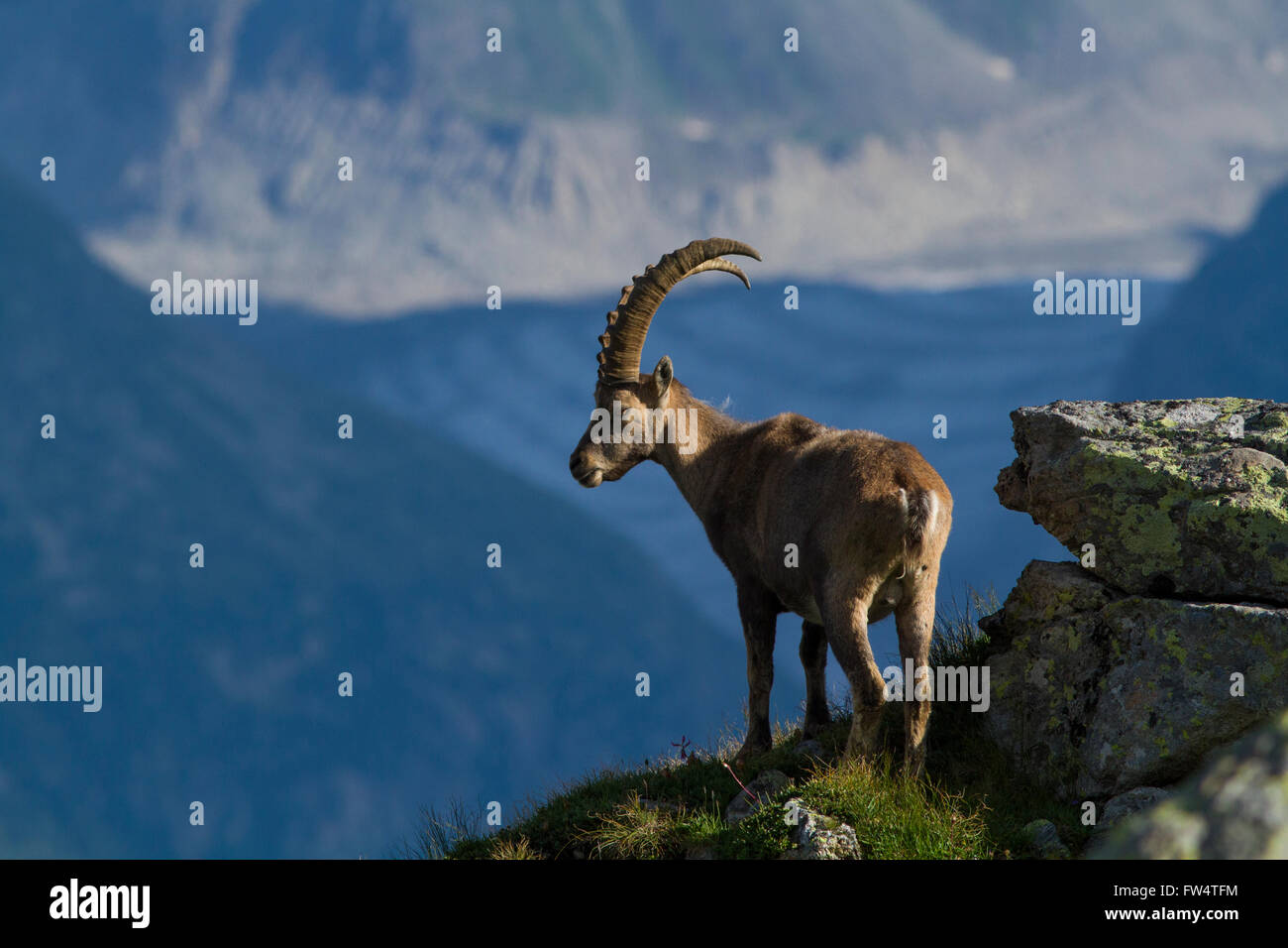 Alpine Ibex (Capra ibex) in Mont Blanc - France Stock Photo - Alamy