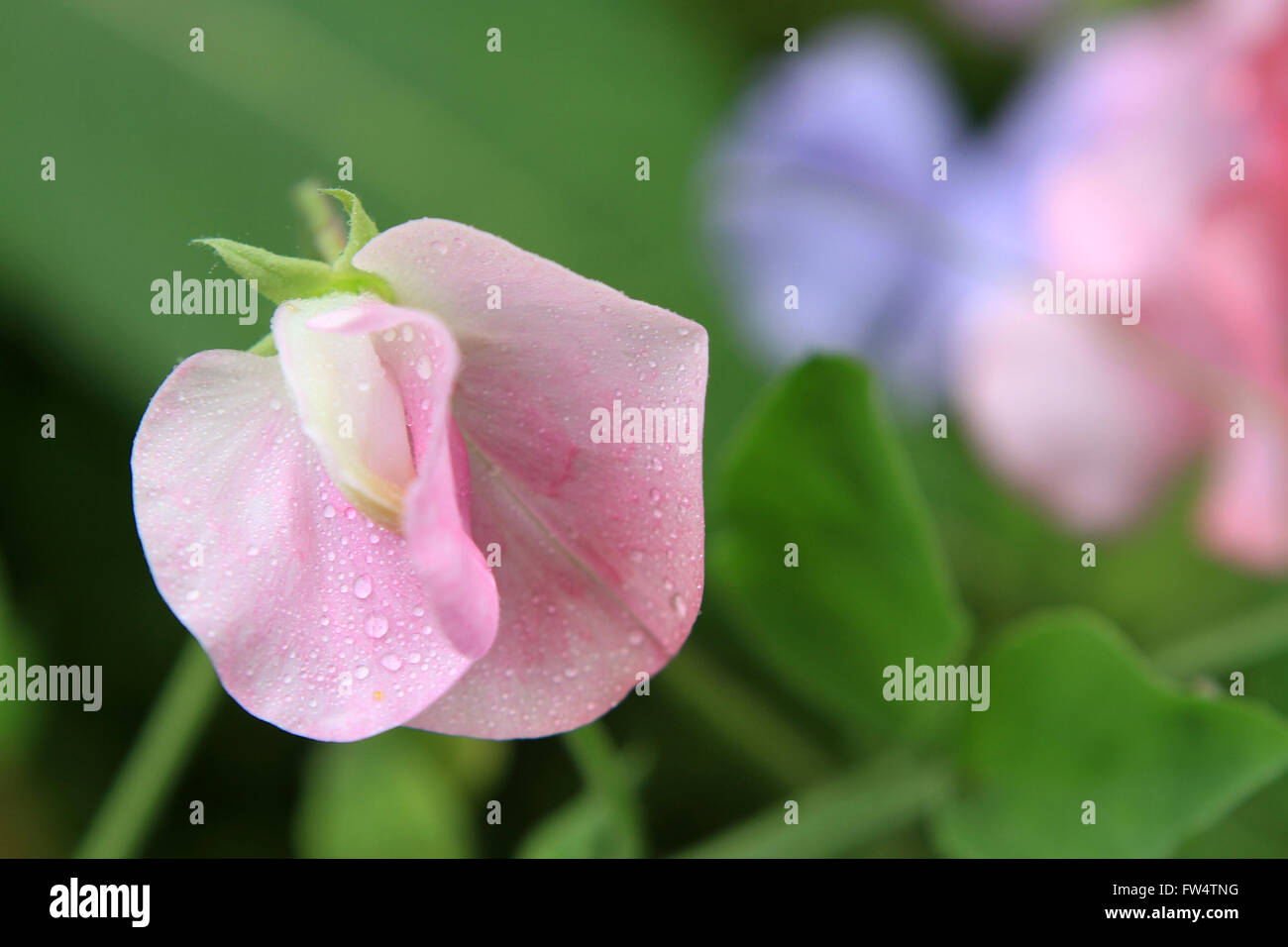 Climbing plant sweet pea hi-res stock photography and images - Alamy