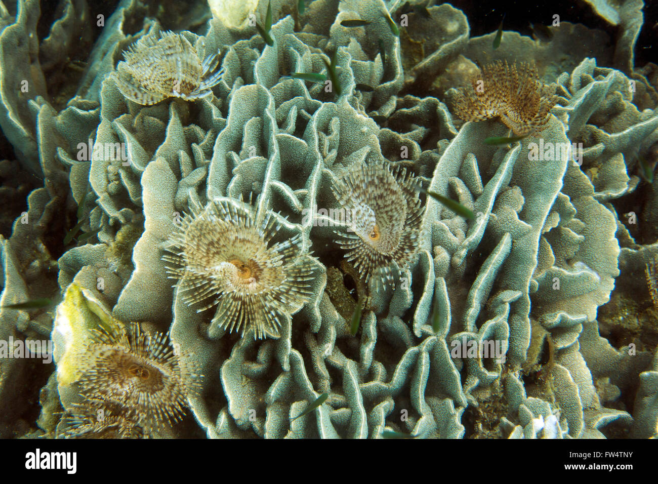 Reef tube corals hi-res stock photography and images - Alamy