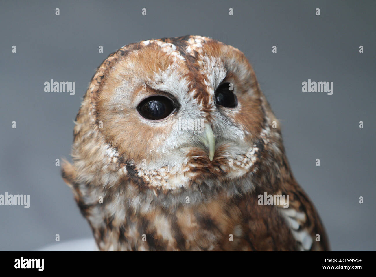 Owl big eyes hi-res stock photography and images - Alamy
