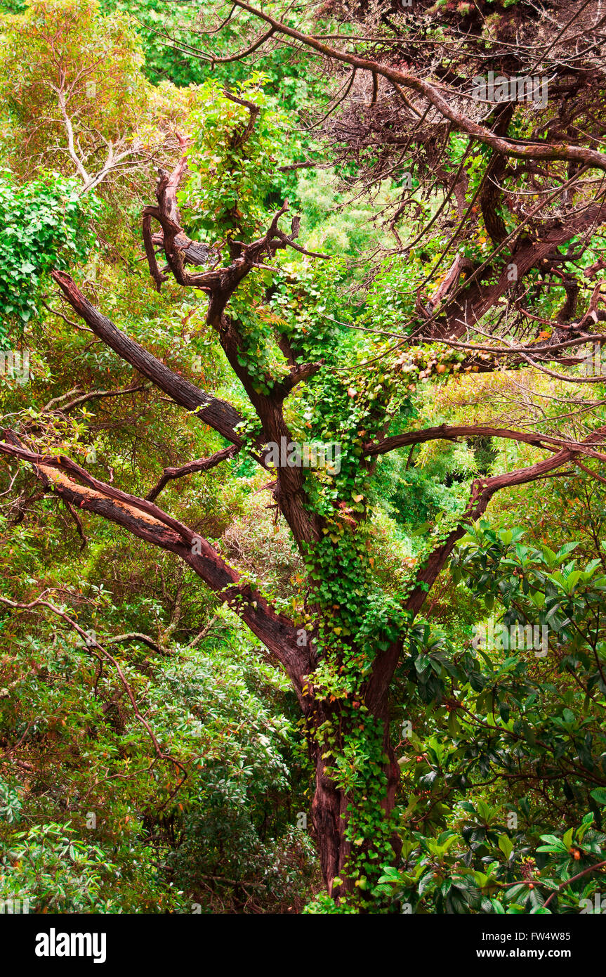 Leafless tree in summer forest in sunlight Stock Photo - Alamy