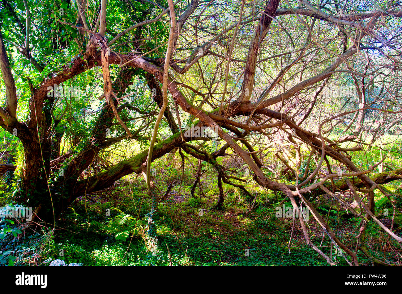Leafless tree at summer hi-res stock photography and images - Alamy