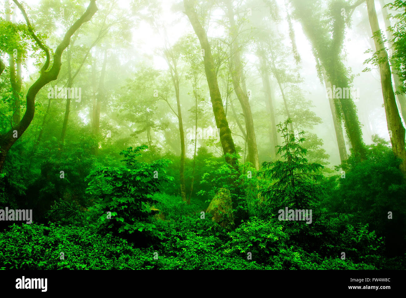Remote green forest in morning Stock Photo - Alamy