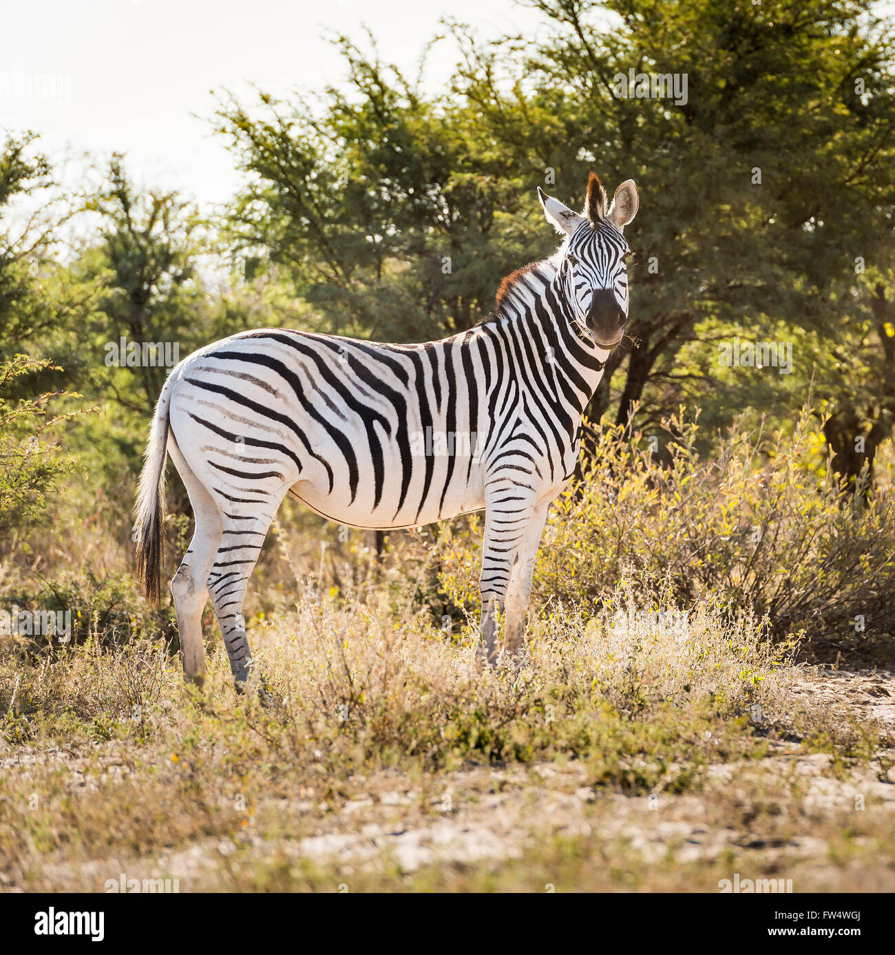 Zebra family with baby Zebra in Botswana, Africa Stock Photo - Alamy