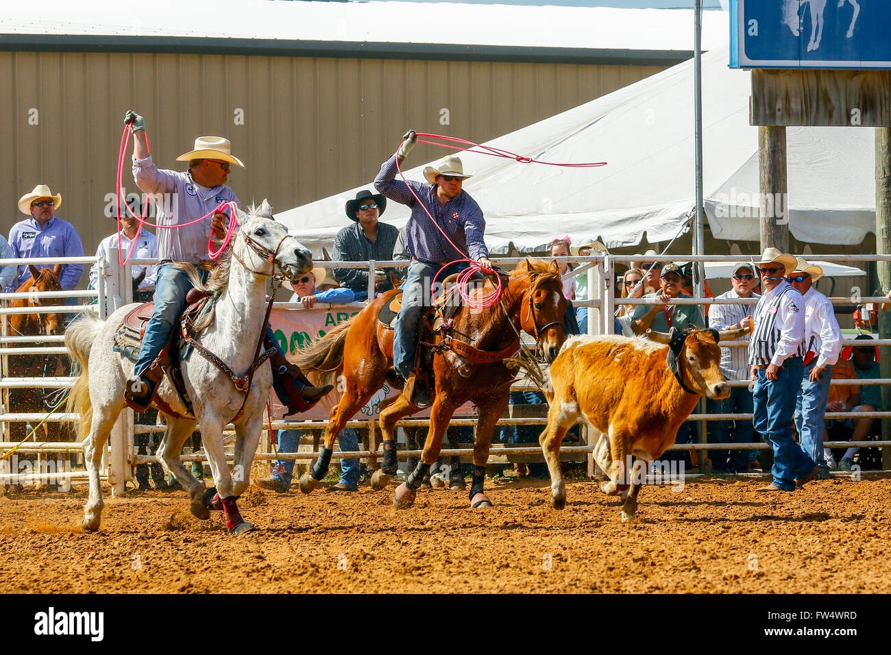 Lassoing hi-res stock photography and images - Alamy