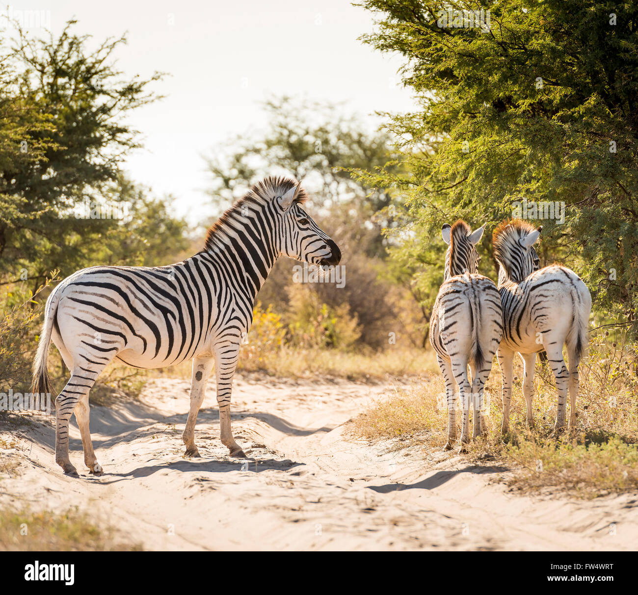 Zebra family with baby Zebra in Botswana, Africa Stock Photo - Alamy