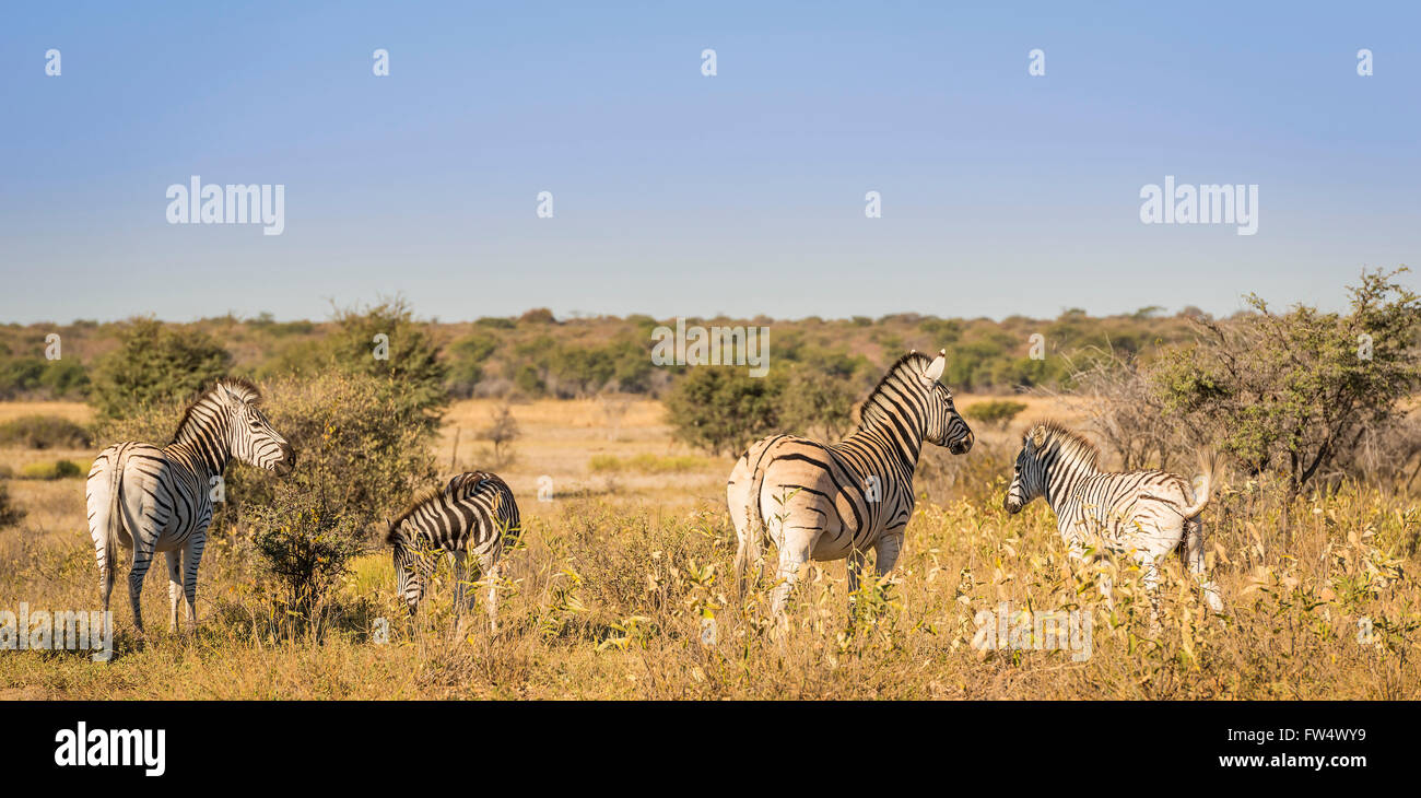 Zebra family with baby Zebra in Botswana, Africa Stock Photo - Alamy